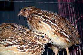 Codornices – Webavicola
